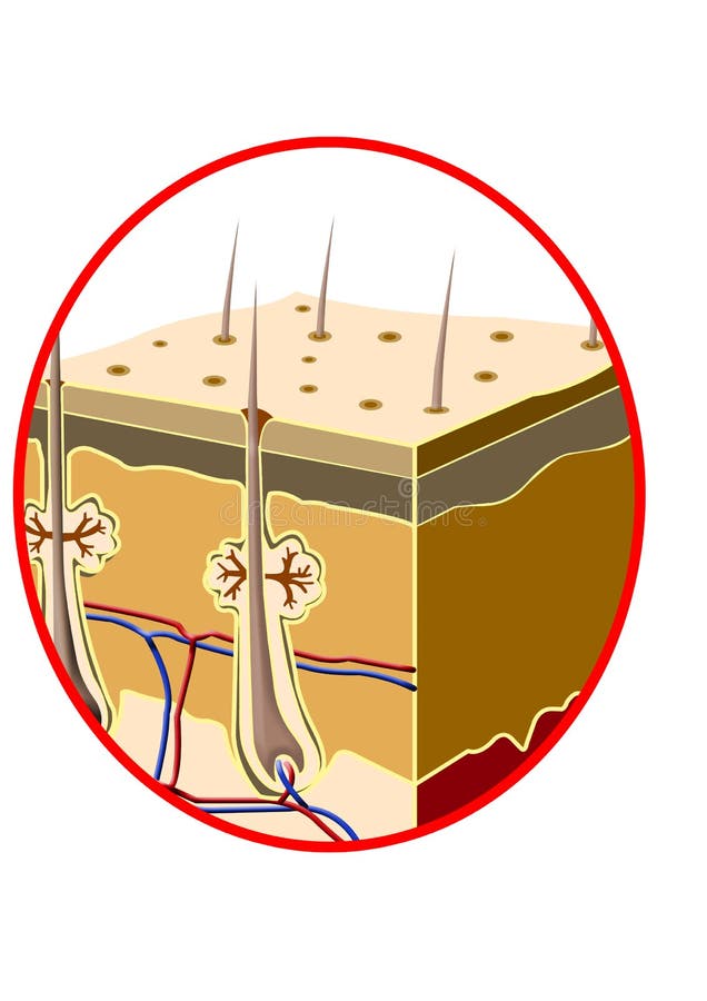 Human Skin Inside Structure Stock Illustration - Illustration of fiber ...