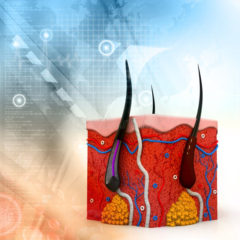 Human Skin Anatomy Cross Section Stock Illustration - Illustration of ...