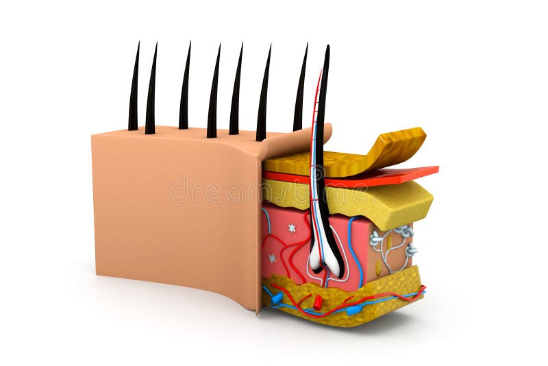 Human skin anatomy stock illustration. Illustration of human - 187231260