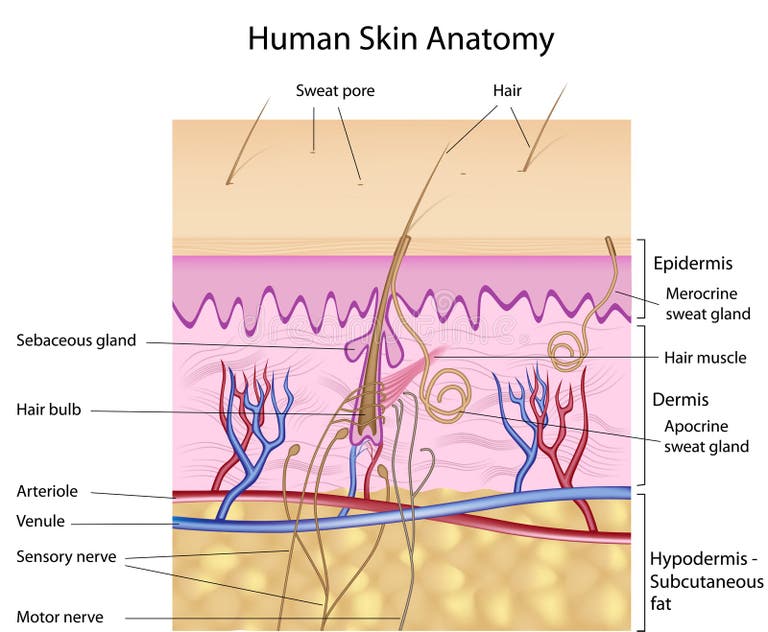 Skin Pore Anatomy Stock Illustrations – 2,112 Skin Pore Anatomy Stock ...