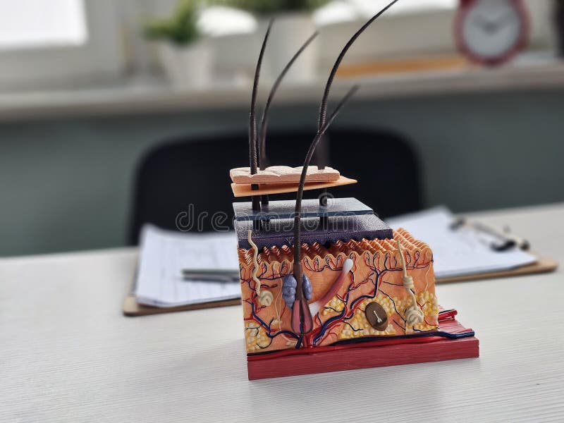 Human Skin Anatomy Model for Study and Medical Concept Stock Photo ...