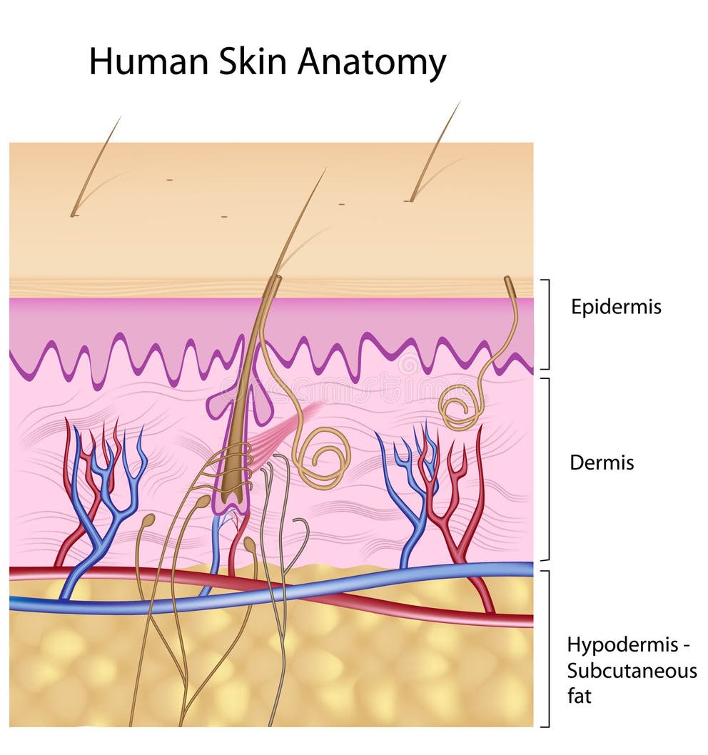 Skin Pore Anatomy Stock Illustrations – 1,635 Skin Pore Anatomy Stock ...