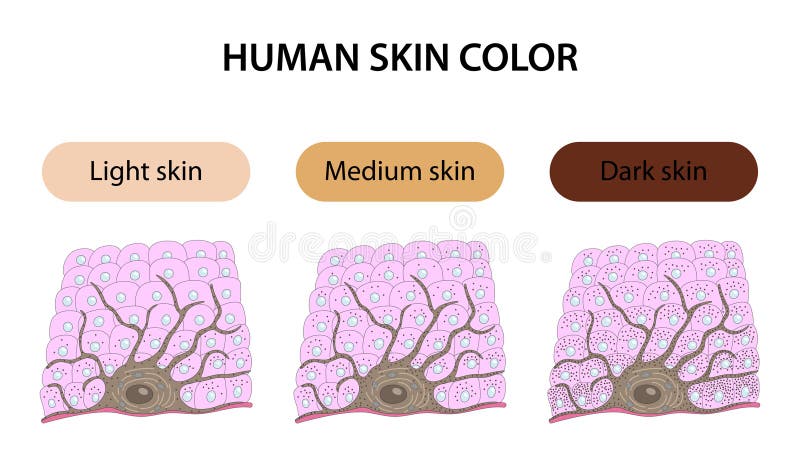 Human Skin Color (human Skin Tones) Stock Vector - Illustration of ...