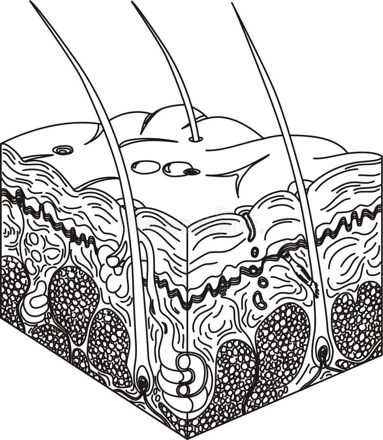 Cross-section of Human Skin Stock Vector - Illustration of medical ...