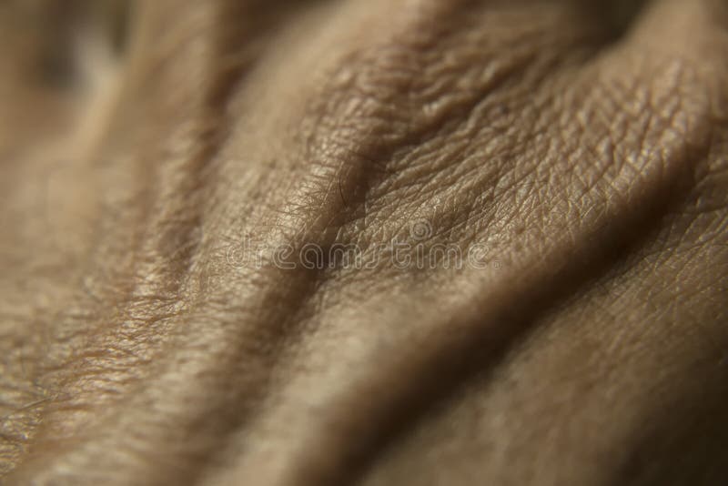 Human skin stock photo. Image of dermal, papilla, sensory - 95318764