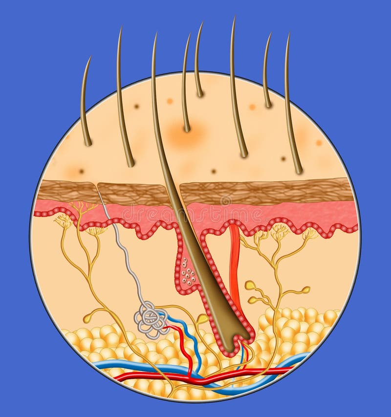 Human Skin Inside Structure Stock Illustration - Illustration of dermis ...