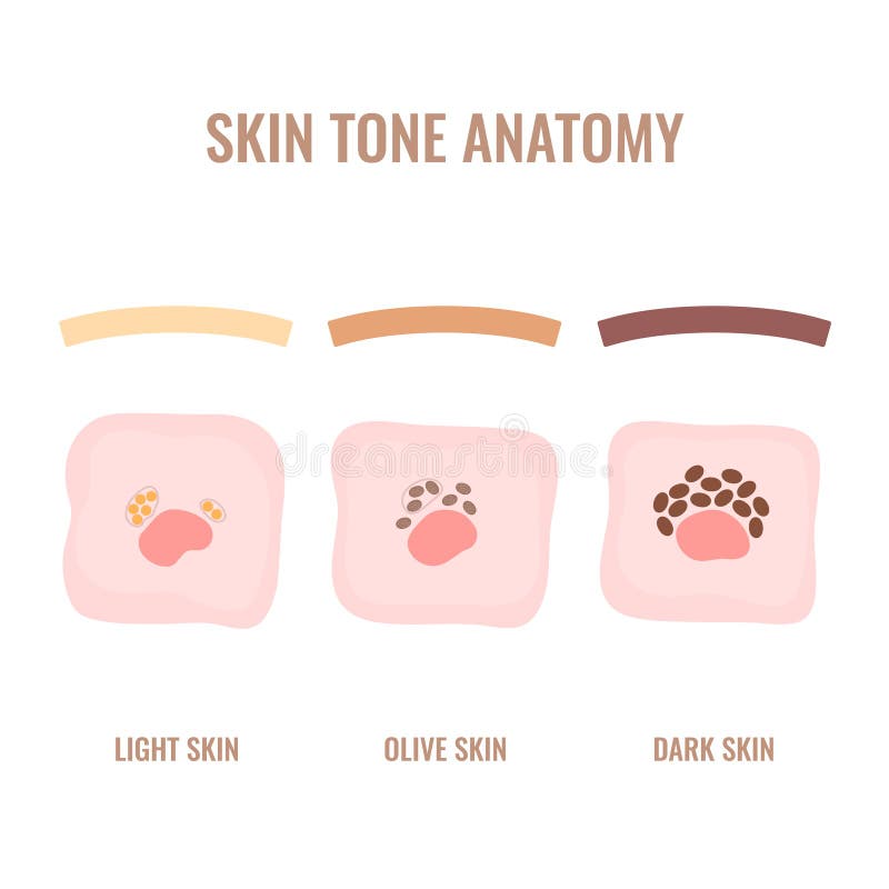 Melanin Skin Tone Color Palette Scheme Design Stock Vector ... Melanin Skin Tone Color Palette Scheme Design Stock Vector ...