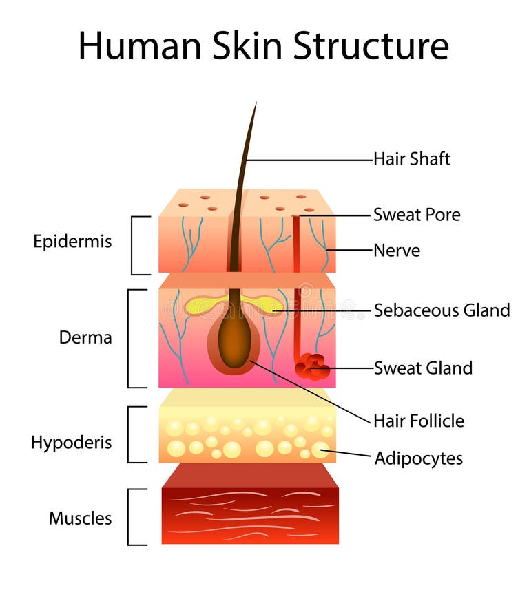 Structure Skin Stock Illustrations – 27,586 Structure Skin Stock ...