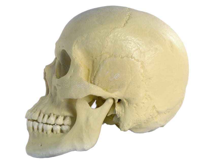 Human skull stock photo. Image of forensics, human, socket - 17892882
