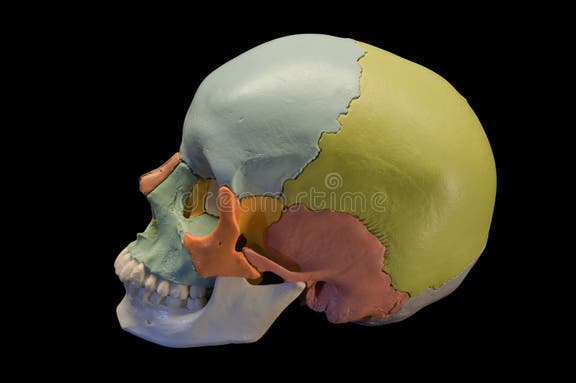 Human skull stock image. Image of skullcap, cranium, skeleton - 18338093