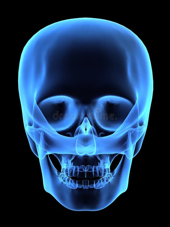 Human skull stock illustration. Illustration of skeletal - 2463386