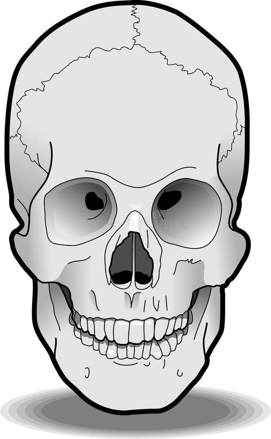 Skull Picture. Image: 438168