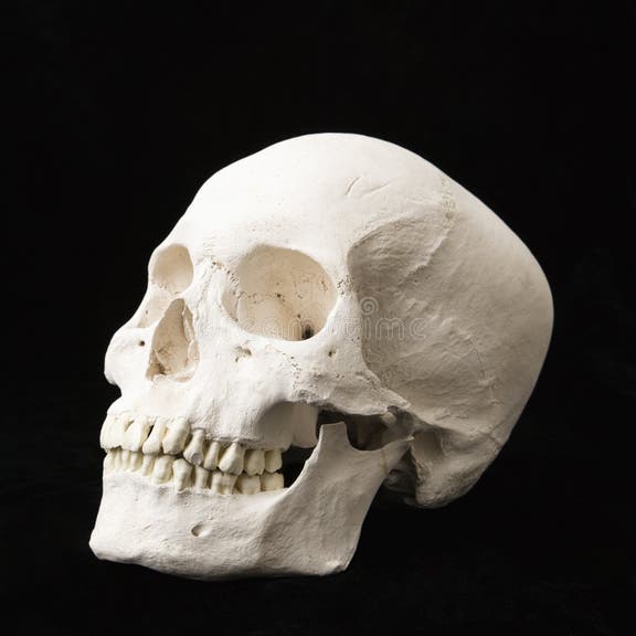 Human skull. stock image. Image of skull, object, anatomical - 3532403
