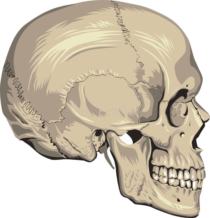Human Skull - Side-View - Pencil Drawing Style Stock Illustration ...
