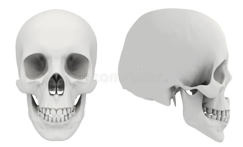 Human skull, four views. stock illustration. Illustration of skeleton ...