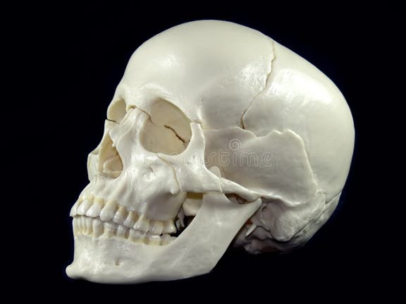 Human Skull stock image. Image of training, skull, therapy - 8241415