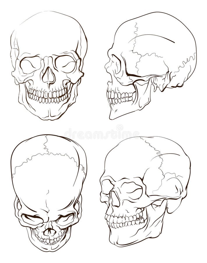 Human Skull, Anatomical Drawing, Different Angles. Stock Illustration ...