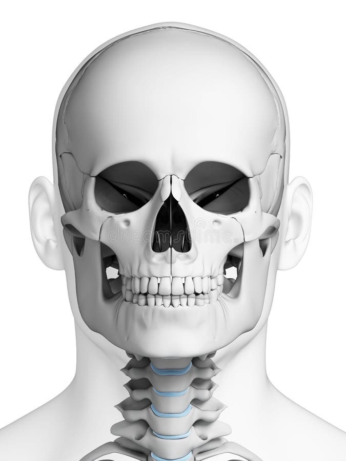 Human skull anatomy stock illustration. Illustration of anatomical ...
