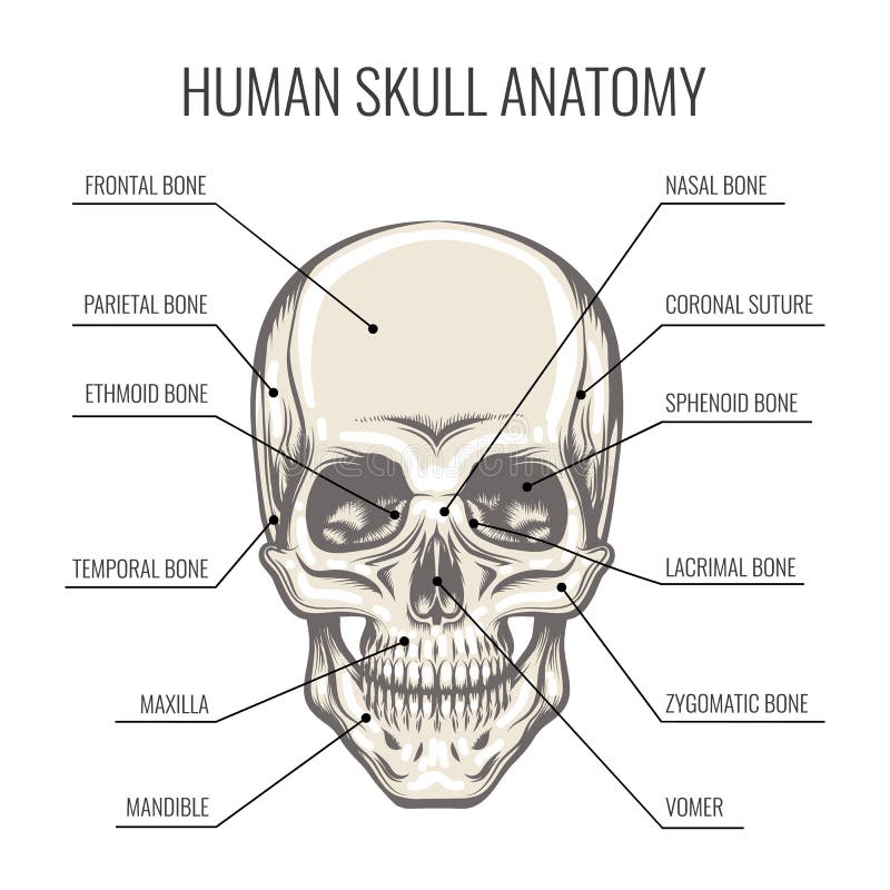 Human Skull Anatomy Illustration Stock Vector - Illustration of medical ...