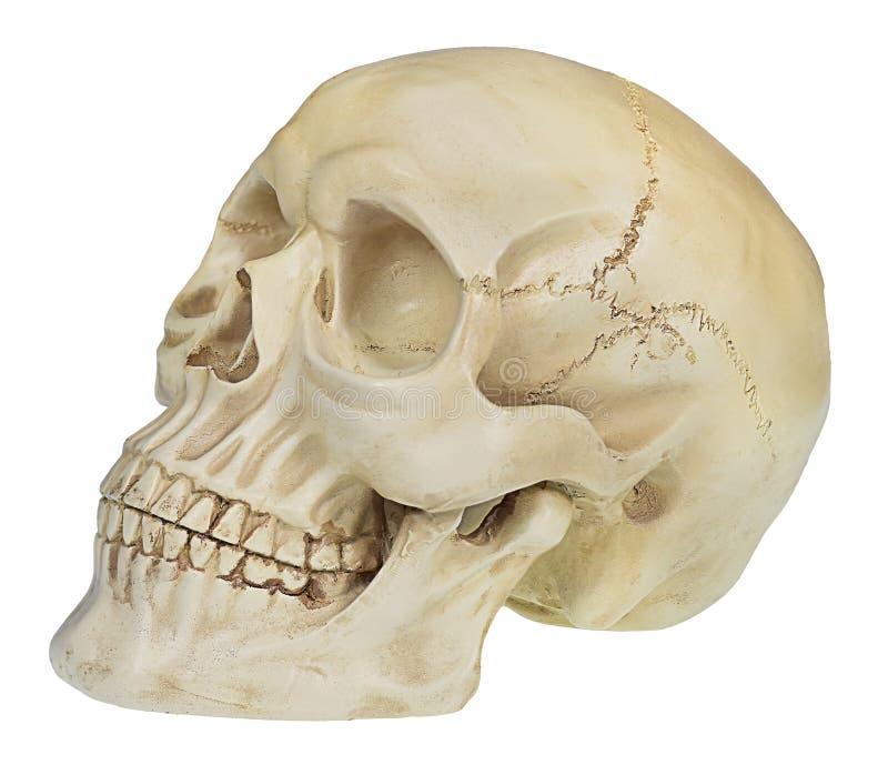 Human Skull at an Angle stock image. Image of cranium - 340279623