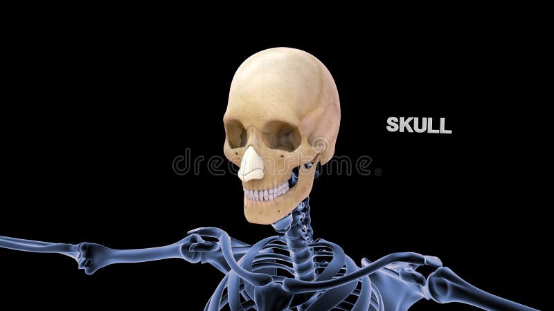 Human Skull from Axial Skeleton Stock Illustration - Illustration of ...