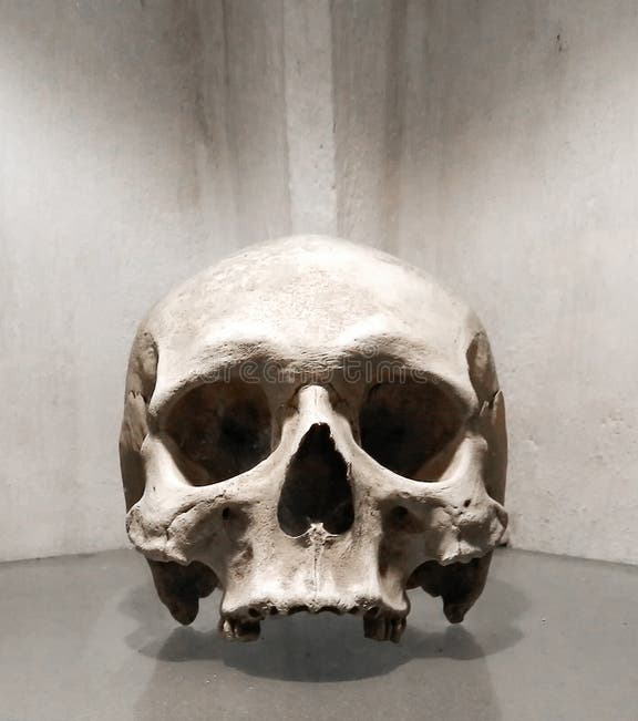 Human skull editorial photo. Image of natural, science - 102071211