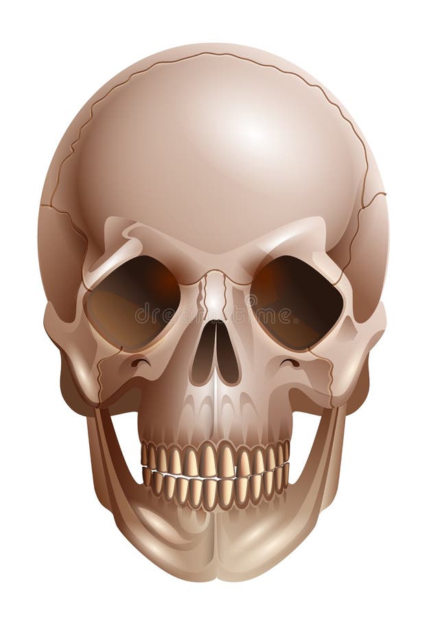 Human Skull Bone Front View Isolated on White Stock Vector ...