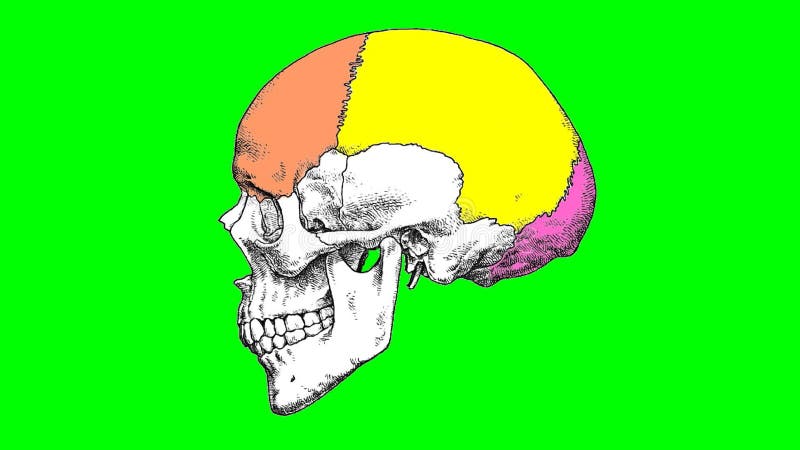 Human Skull. Human Skull Bones. Side View Stock Footage - Video of ...