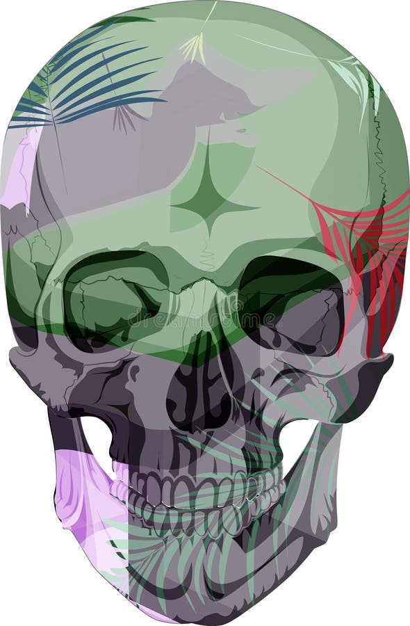 Human Skull Bones Skeleton Dead Stock Vector - Illustration of health ...
