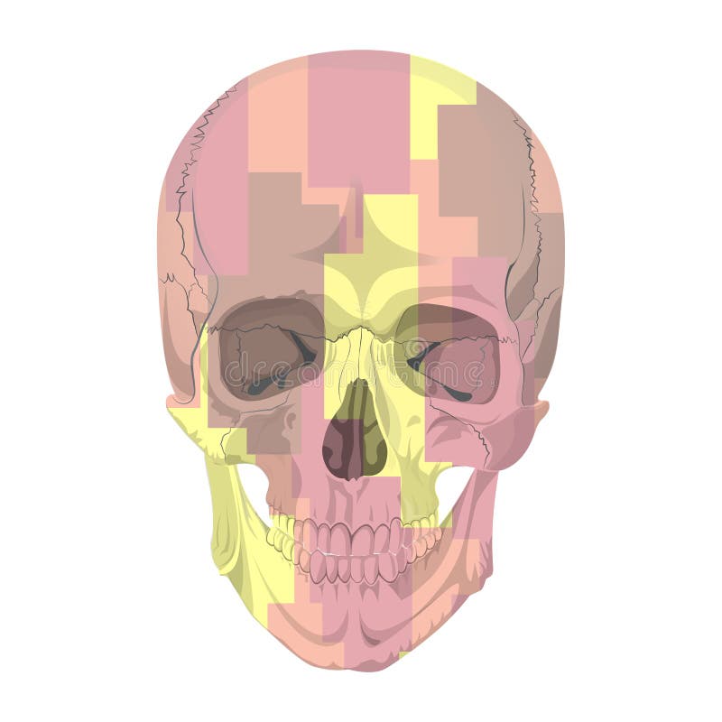 Human Skull Bones Skeleton Dead Stock Vector - Illustration of health ...