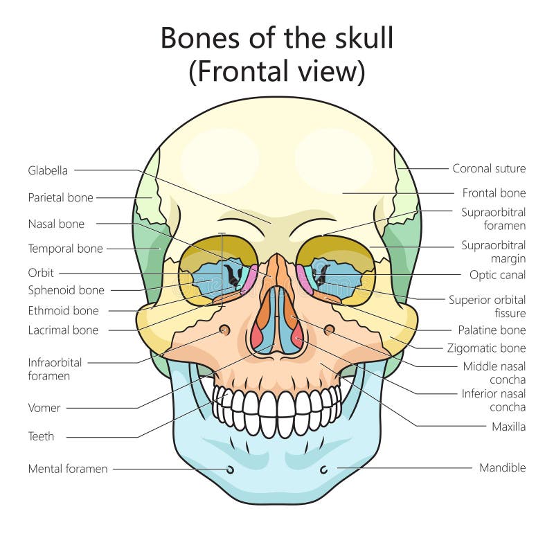 Human Skull Bones Structure Diagram Science Stock Illustration ...