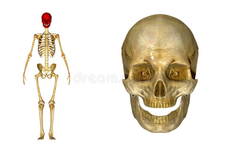 Human skull, four views. stock illustration. Illustration of skeleton ...