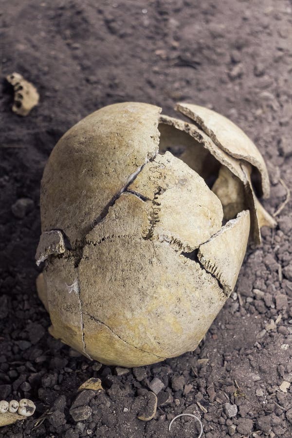 Human skull stock image. Image of head, teeth, skull - 48659491