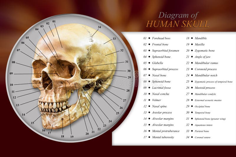 Medical Education Chart of Biology Human Skull Diagram. Vector. Front ...