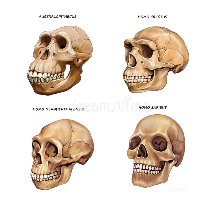 Human skull evolution stock illustration. Illustration of prehistory ...