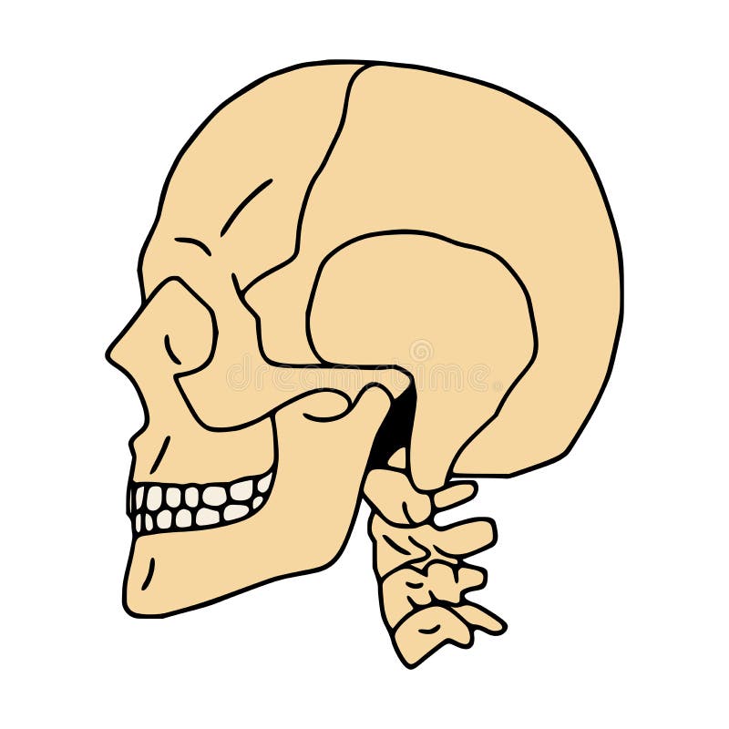 Human Skull Flat Icon, Side View Stock Vector - Illustration of side ...