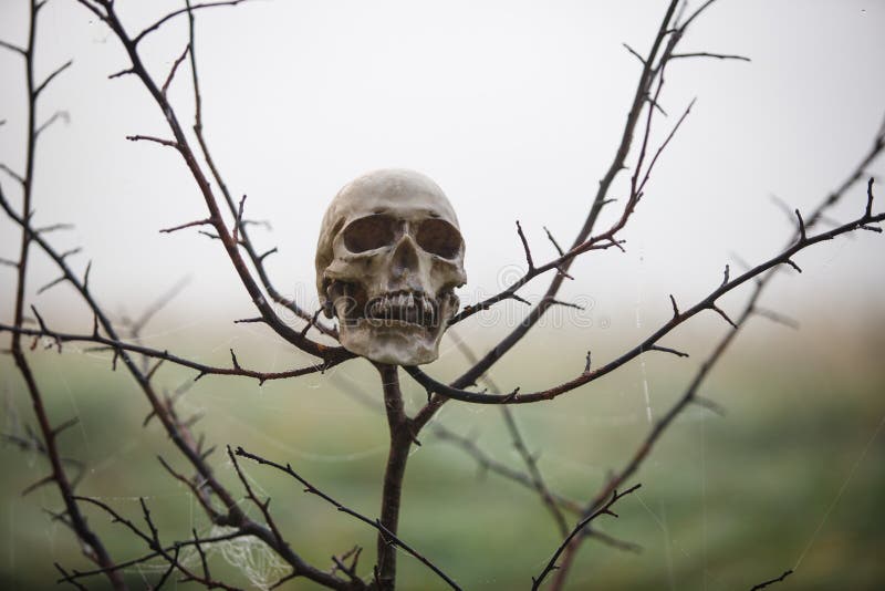 A Human Skull in the Fog is Worn on the Branches of a Tree, from Which ...