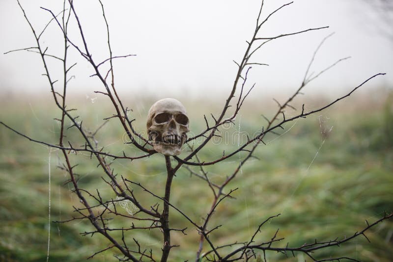 A Human Skull in the Fog is Worn on the Branches of a Tree, from Which ...