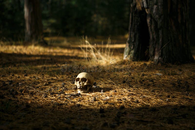 Human Skull in the Forest on the Ground Near the Tree Trunk, Sprinkled ...