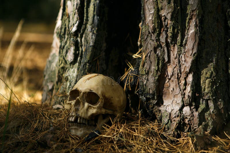 Human Skull in the Forest on the Ground Near the Tree Trunk, Sprinkled ...