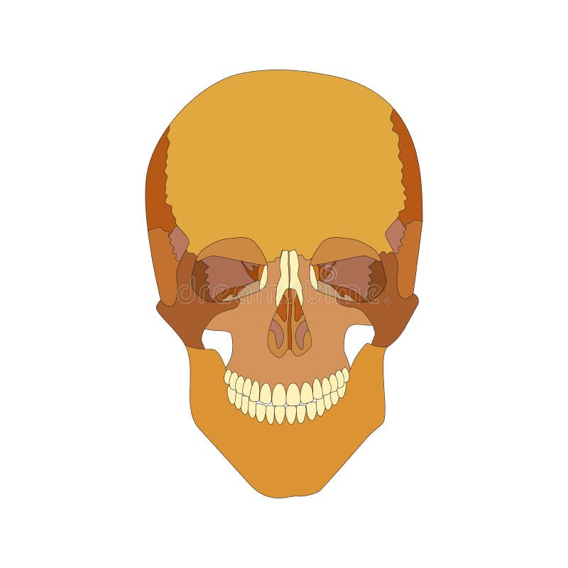Human Skull Front View. on White Background Stock Vector - Illustration ...