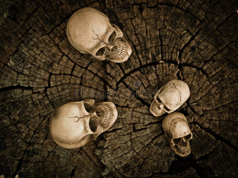 Human skull stock image. Image of bone, head, anatomy - 76141821