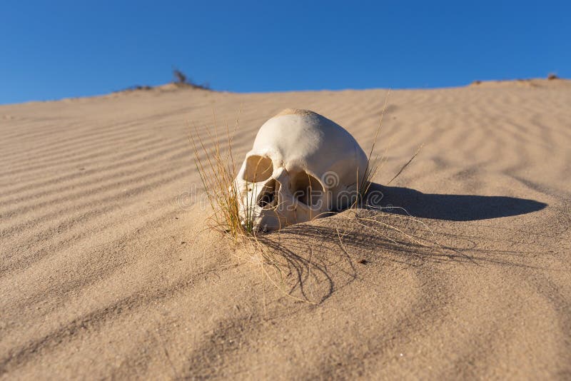 345 Apocalypse Skull Photos - Free & Royalty-Free Stock Photos from ...