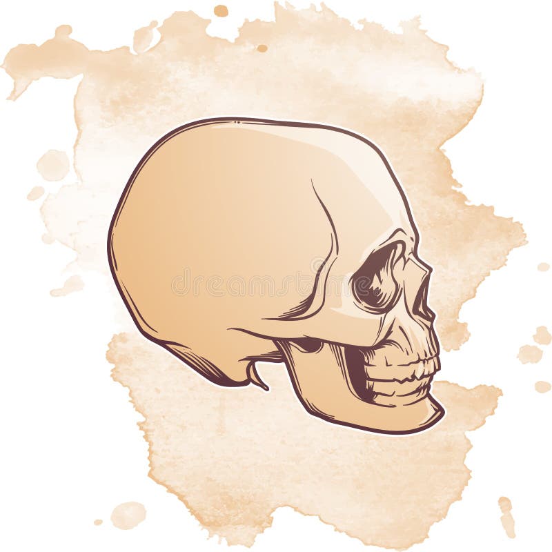 Human Skull Hand Drawing. Side Angle Stock Vector - Illustration of ...