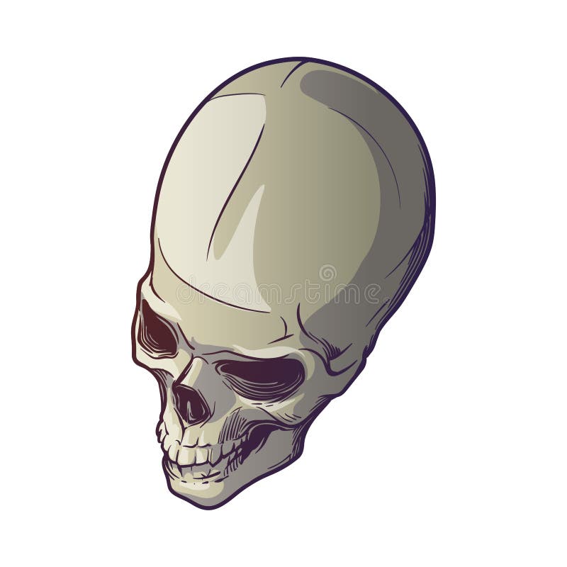 Human Skull Hand Drawing. Top Angle. Linear Drawing Painted in 3 Shades ...