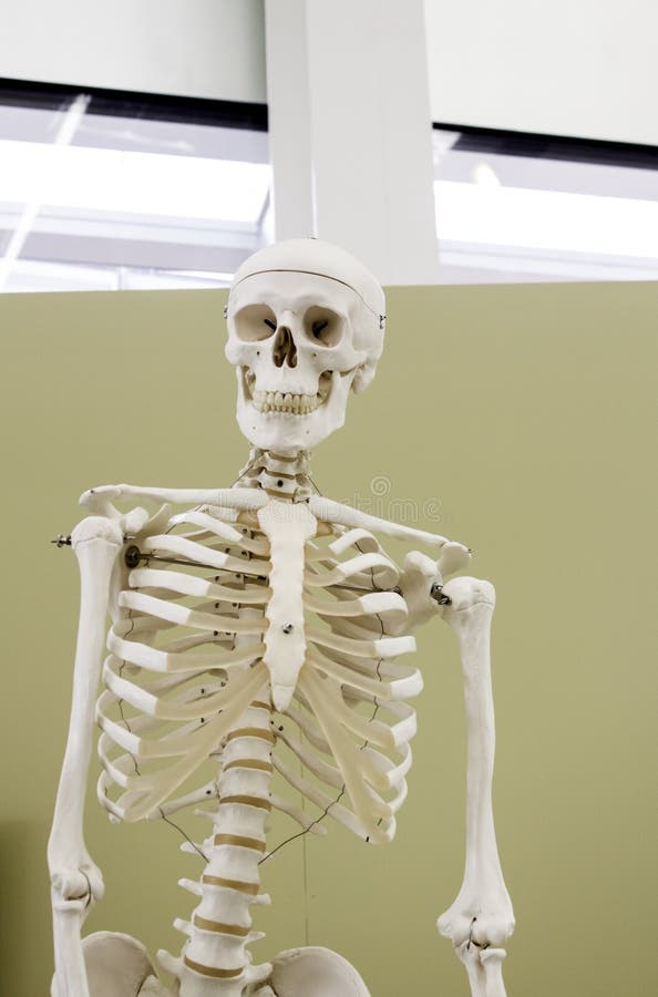 Human skull head stock image. Image of health, brain - 88568139