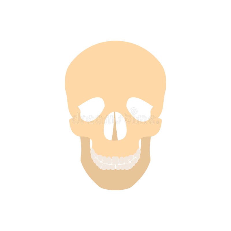 Human Skull Icon, Icon Cartoon Stock Vector - Illustration of gothic ...