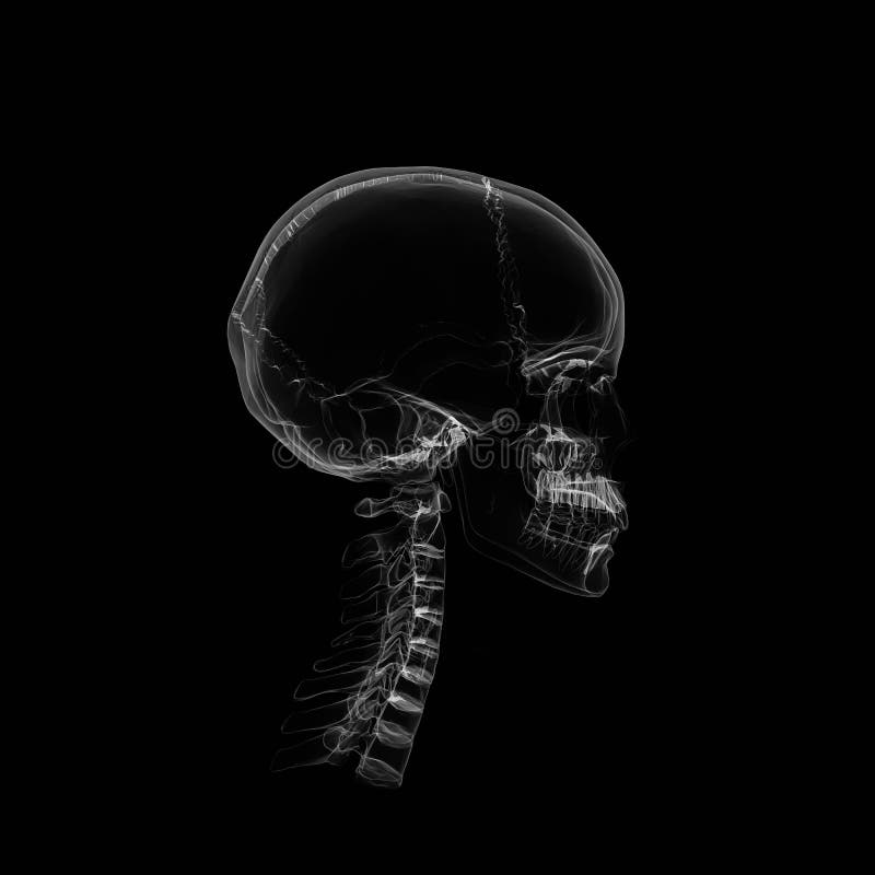 Human Skull stock illustration. Illustration of care - 32090886