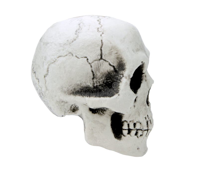Human Skull Isolated on White Background Stock Image - Image of grim ...