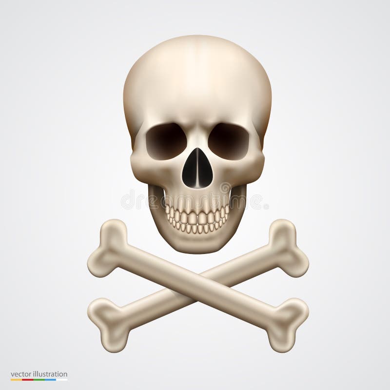 Human Skull Isolated on White Stock Vector - Illustration of cartoon ...